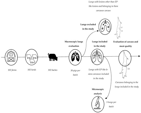 Association between Enzootic Pneumonia-like Lung Lesions and Carcass ...