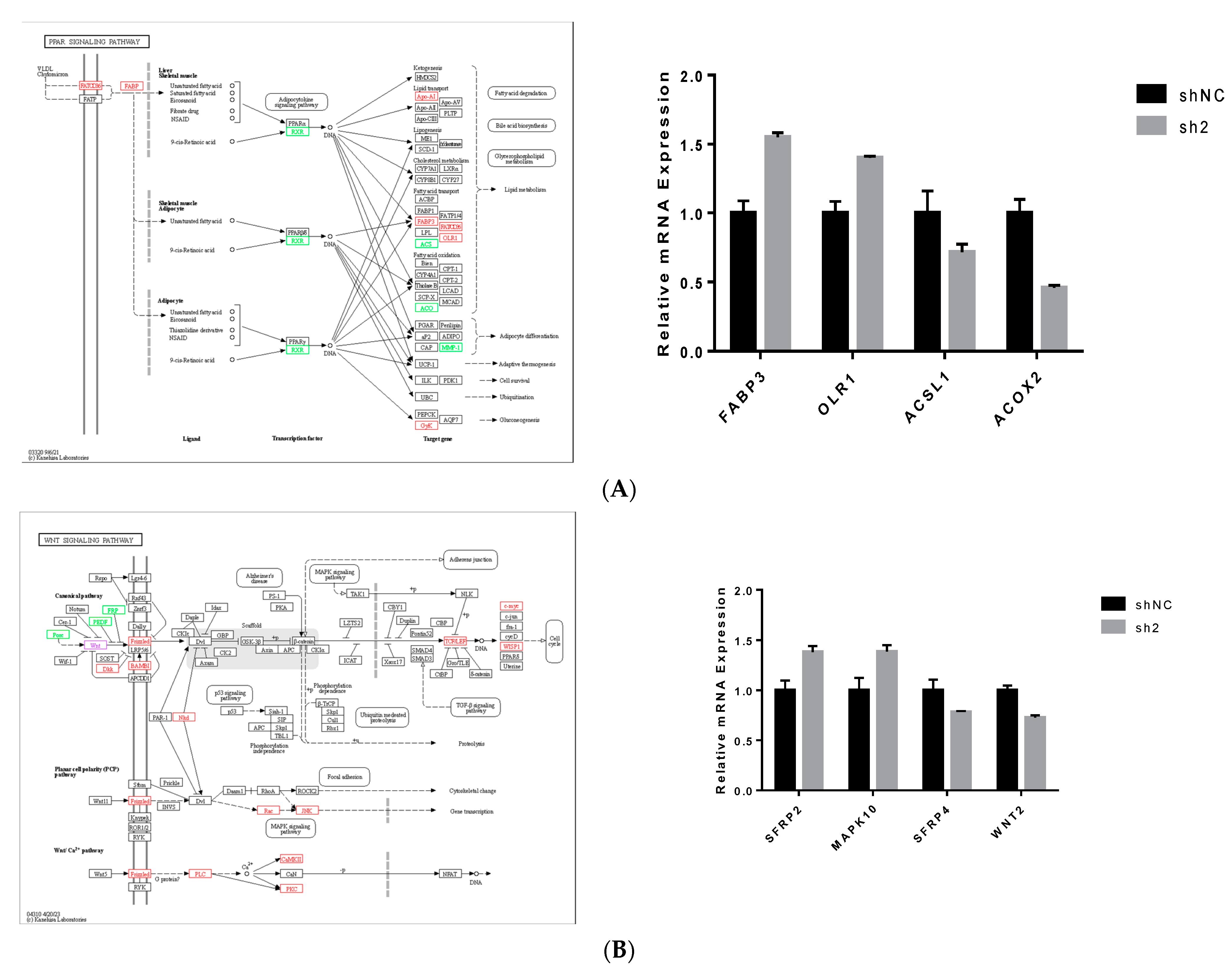Interference with DGAT Gene Inhibited TAG Accumulation and Lipid ...