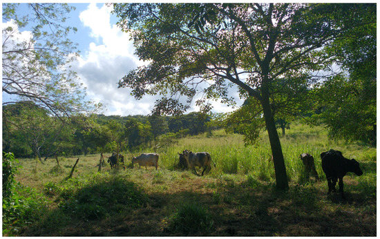 Dual-Purpose Cattle Raised in Tropical Conditions: What Are Their ...