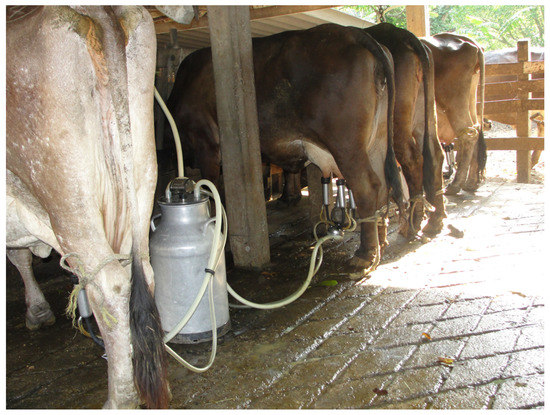 Dual-Purpose Cattle Raised in Tropical Conditions: What Are Their ...