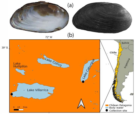 Shape, Microstructure, and Chemical Composition of Pearls from the ...