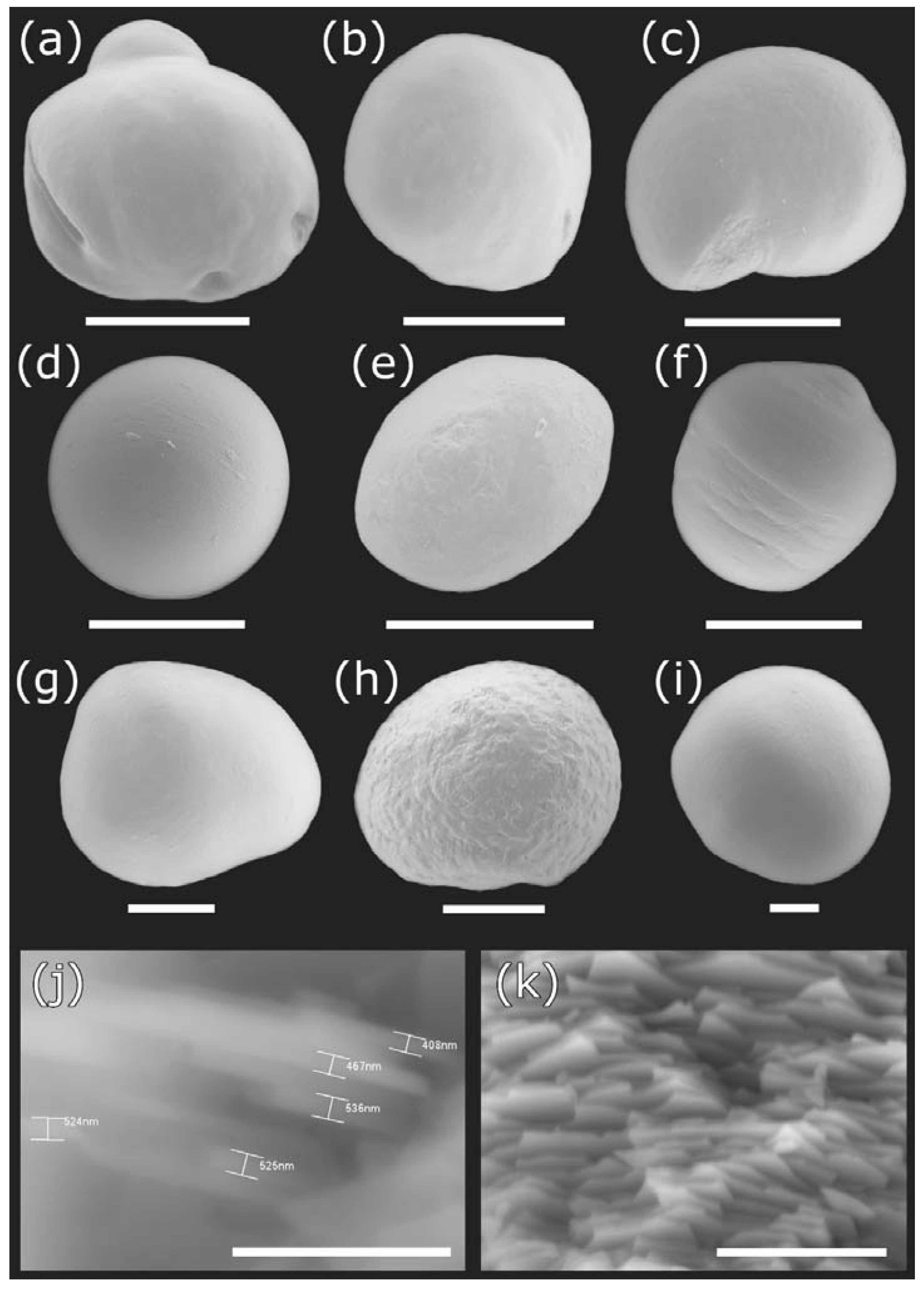 Shape, Microstructure, and Chemical Composition of Pearls from the ...