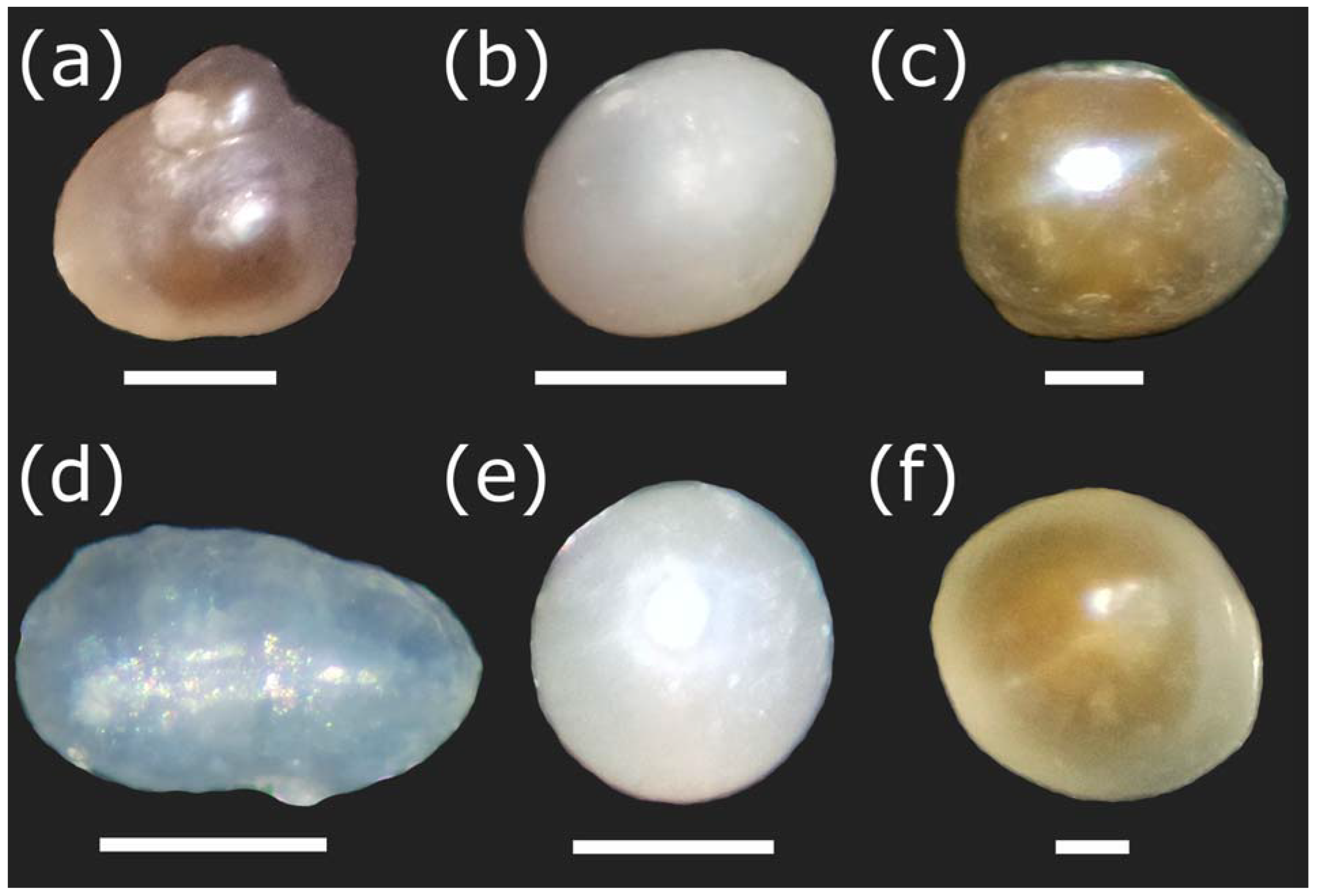 Shape, Microstructure, and Chemical Composition of Pearls from the ...