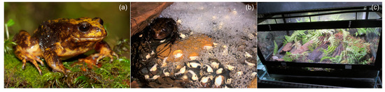 Application of Reproductive Technologies to the Critically Endangered ...