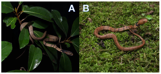 A New Species of Pareas (Squamata, Pareidae) from Guangxi Province, China