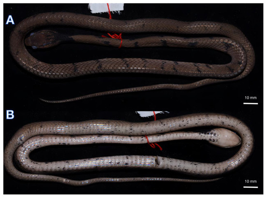 A New Species of Pareas (Squamata, Pareidae) from Guangxi Province, China