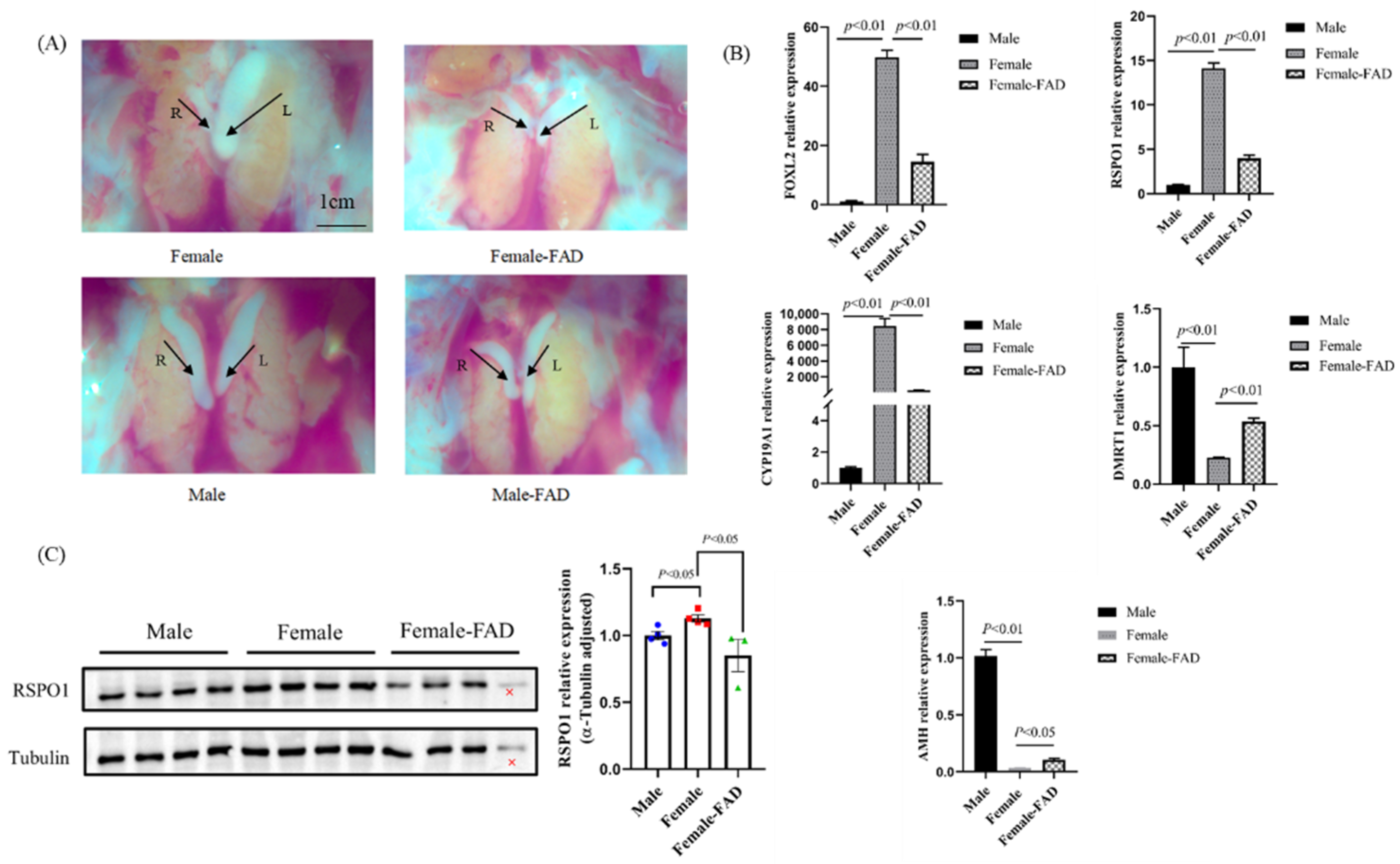 Female-Biased Expression of R-spondin 1 in Chicken Embryonic Gonads Is ...