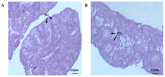 De Novo Assembly, Characterization and Comparative Transcriptome ...