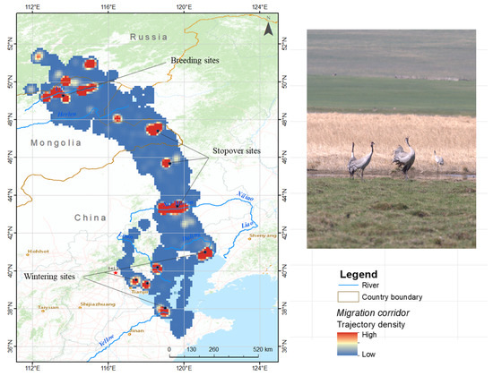 Migration Pattern, Habitat Use, and Conservation Status of the Eastern ...