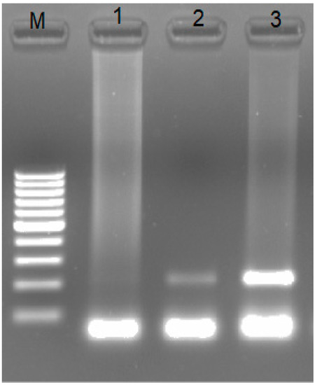 Isolation and Identification of Caprine Arthritis Encephalitis Virus ...
