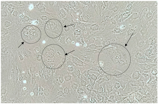 Isolation and Identification of Caprine Arthritis Encephalitis Virus ...