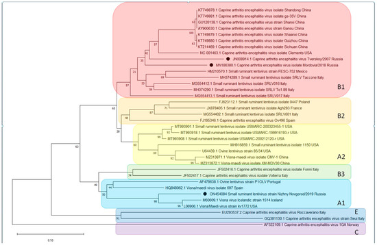 Isolation and Identification of Caprine Arthritis Encephalitis Virus ...