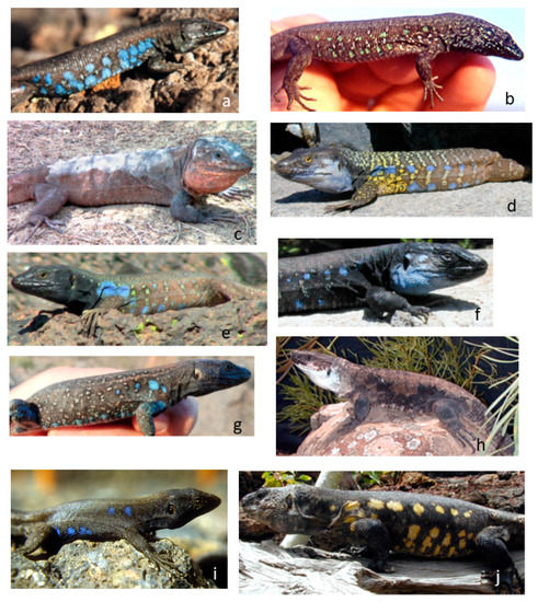 Morphology, Behaviour and Evolution of Gallotia Lizards from the Canary ...