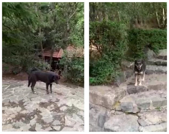 You Are Not Welcome! A Media Analysis of Risk Factors, Prevalence and ...