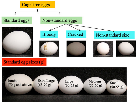 A Computer Vision-Based Automatic System for Egg Grading and Defect ...