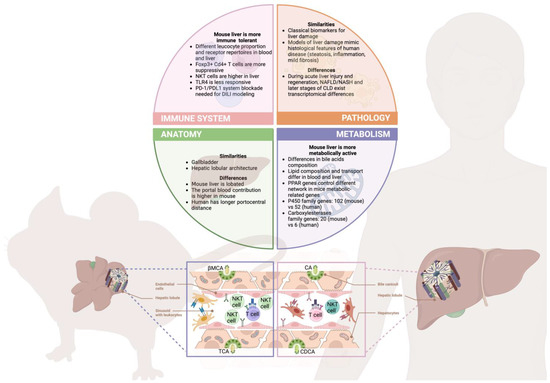 The 3Rs in Experimental Liver Disease