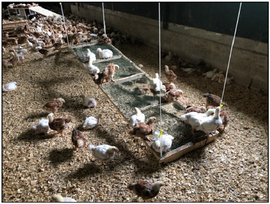 A Practical Approach to Providing Environmental Enrichment to Pigs and ...