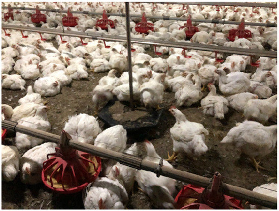 A Practical Approach to Providing Environmental Enrichment to Pigs and ...