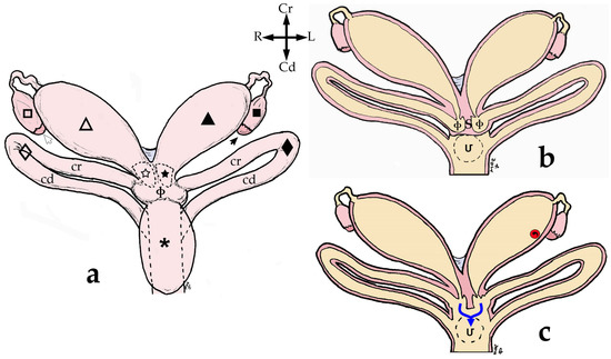 Gross Anatomy of the Female Reproductive System of Sugar Gliders ...