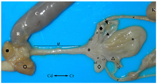 Gross Anatomy of the Female Reproductive System of Sugar Gliders ...