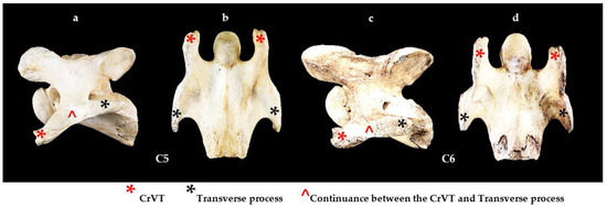 Characterization of the Caudal Ventral Tubercle in the Sixth Cervical ...