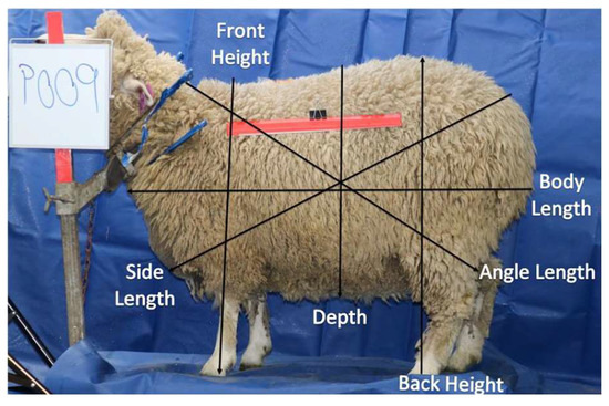 Body Composition Estimation in Breeding Ewes Using Live Weight and Body ...