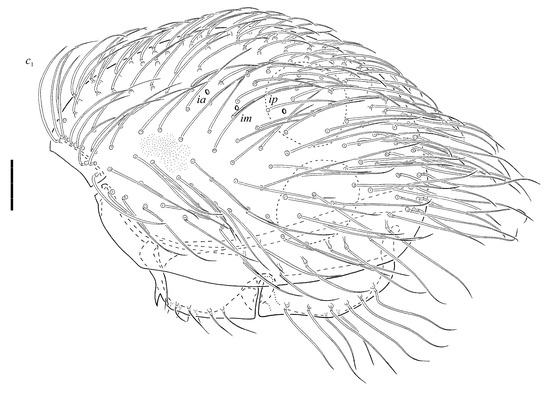 Ptyctimous Mites (Acari, Oribatida) of Peru with the Description of an ...