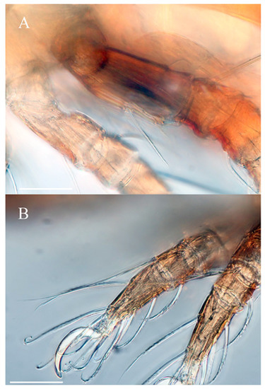 Ptyctimous Mites (Acari, Oribatida) of Peru with the Description of an ...