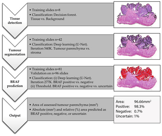 Artificial Intelligence to Predict the BRAF V595E Mutation in Canine ...