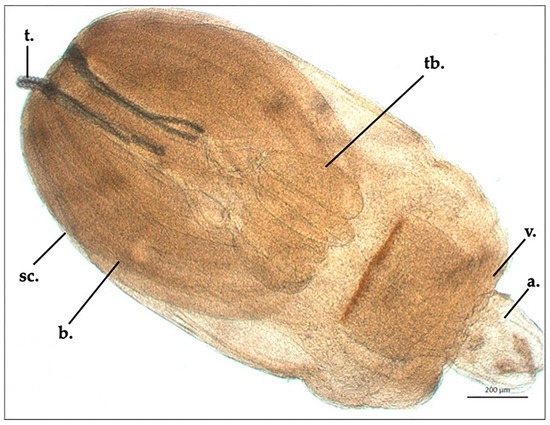 Helminths of the Bluntnose Sixgill Shark, Hexanchus griseus (Bonnaterre ...
