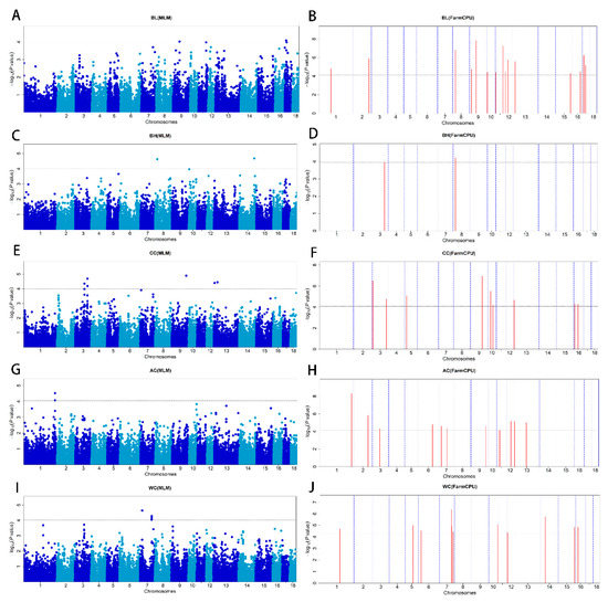 Genome-Wide Association Study of Body Conformation Traits in a Three ...