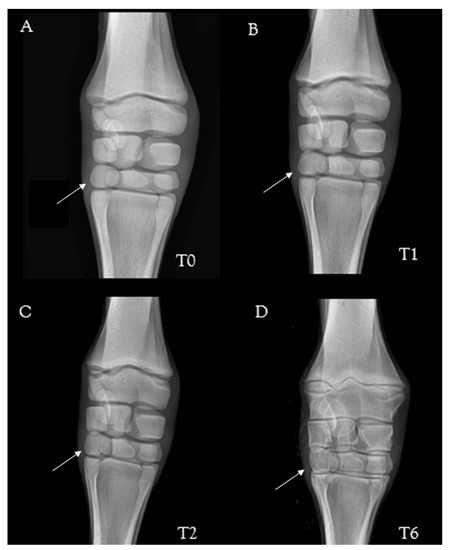 Radiographic Appearance of the Fore Digit and Carpal Joint in the Mule ...