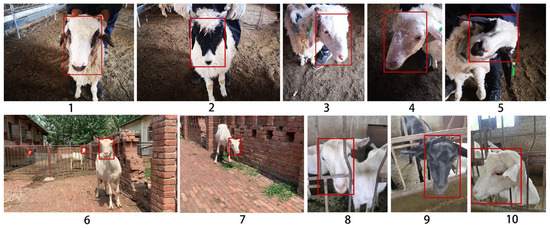 Animals | Free Full-Text | Sheep Face Detection Based on an Improved RetinaFace Algorithm
