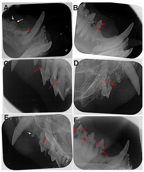 Feline Tooth Resorption: A Description of the Severity of the Disease ...