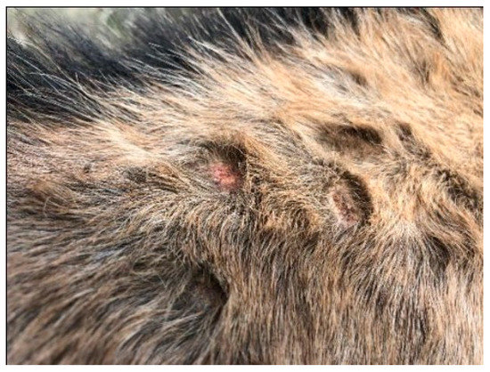 Insect Bite Hypersensitivity in Horses: Causes, Diagnosis, Scoring and ...