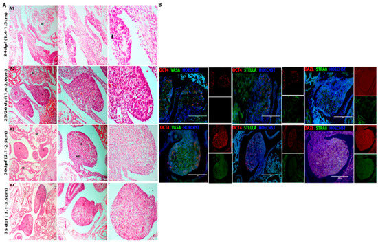 Porcine Germ Cells Phenotype during Embryonic and Adult Development