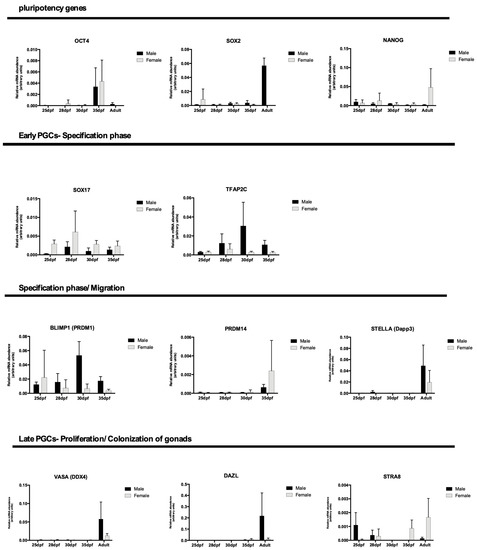 Porcine Germ Cells Phenotype during Embryonic and Adult Development