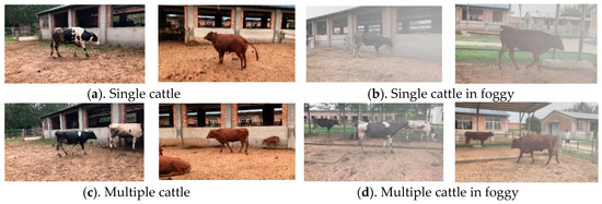 Cattle Target Segmentation Method In Multi Scenes Using Improved Deeplabv3 Method