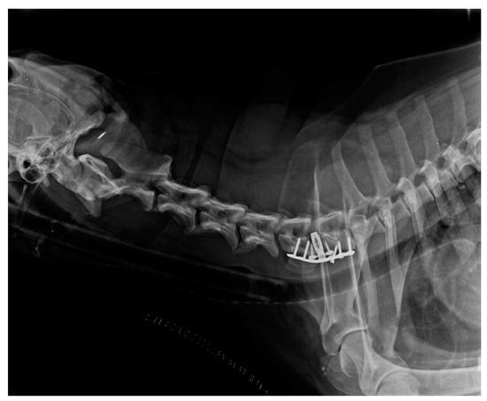 Treatment of Canine Disc-Associated Cervical Spondylomyelopathy with a ...