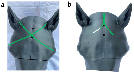 Animals | Free Full-Text | Equine Gunshot Euthanasia: Creation of a 3D ...