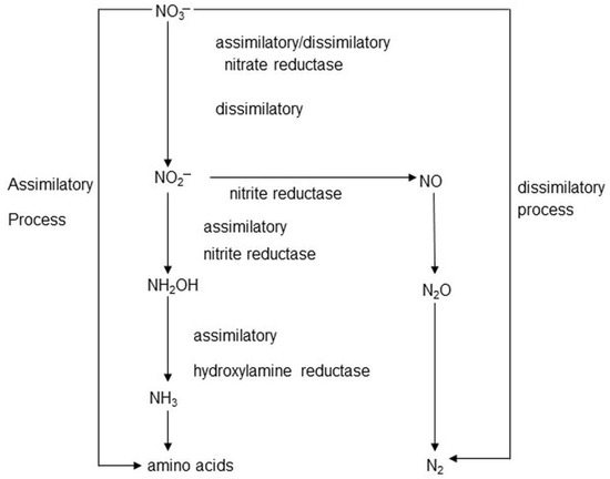 Dietary Ruminant Enteric Methane Mitigation Strategies: Current ...