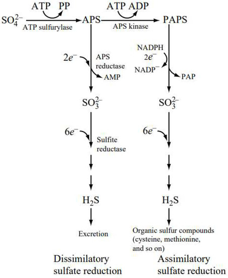 Dietary Ruminant Enteric Methane Mitigation Strategies: Current ...
