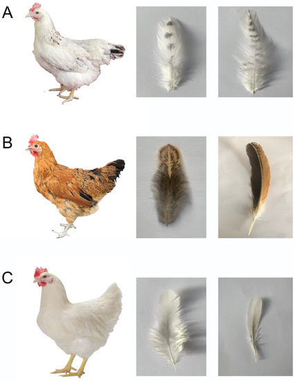 Effects of SLC45A2 and GPNMB on Melanin Deposition Based on ...