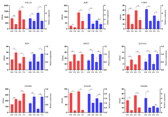 Effects of SLC45A2 and GPNMB on Melanin Deposition Based on ...