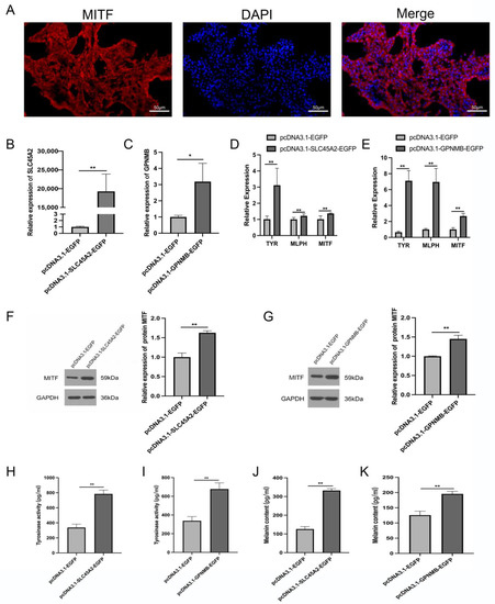 Effects of SLC45A2 and GPNMB on Melanin Deposition Based on ...