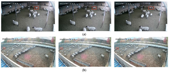Spatio-Temporal-Based Identification of Aggressive Behavior in Group Sheep