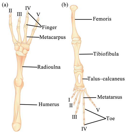 Sexual Dimorphism in the Limb Bones of Asiatic Toad (Bufo gargarizans ...