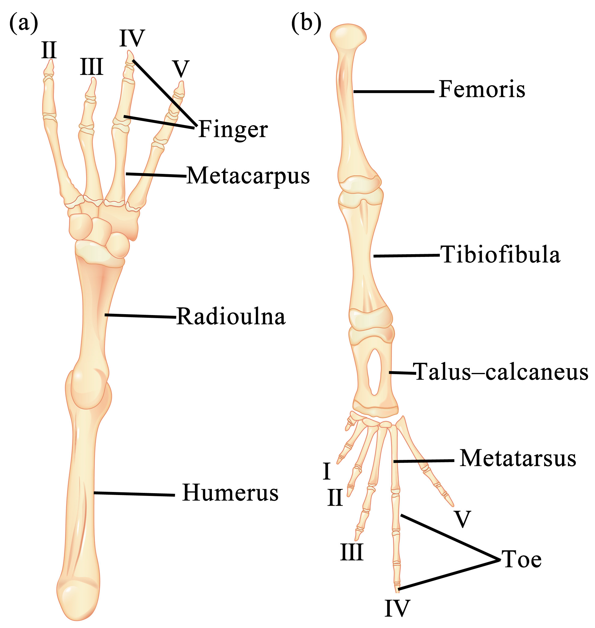 Sexual Dimorphism in the Limb Bones of Asiatic Toad (Bufo gargarizans ...