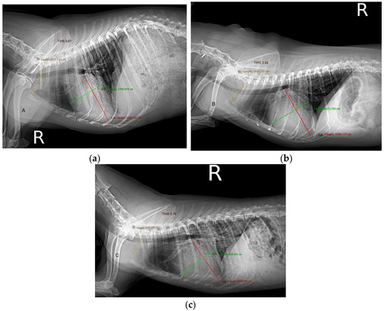 Animals | Free Full-Text | The Thoracic Inlet Length as a Reference ...