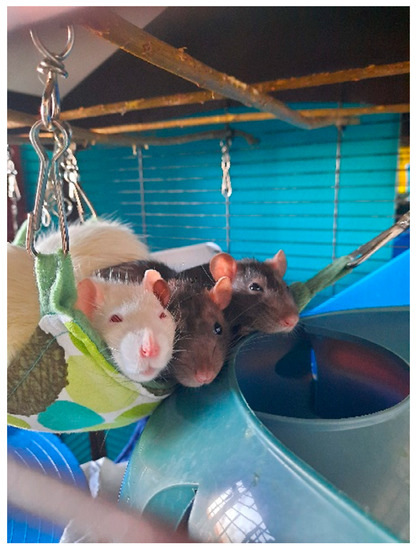 Why All Healthy Laboratory Animals Should Be Rehomed, No Matter How Small